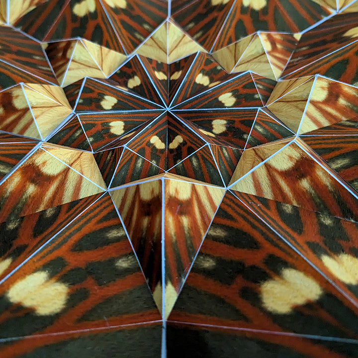 Citheronia splendens II – Lauri R. Dunn Peterson Fine Art